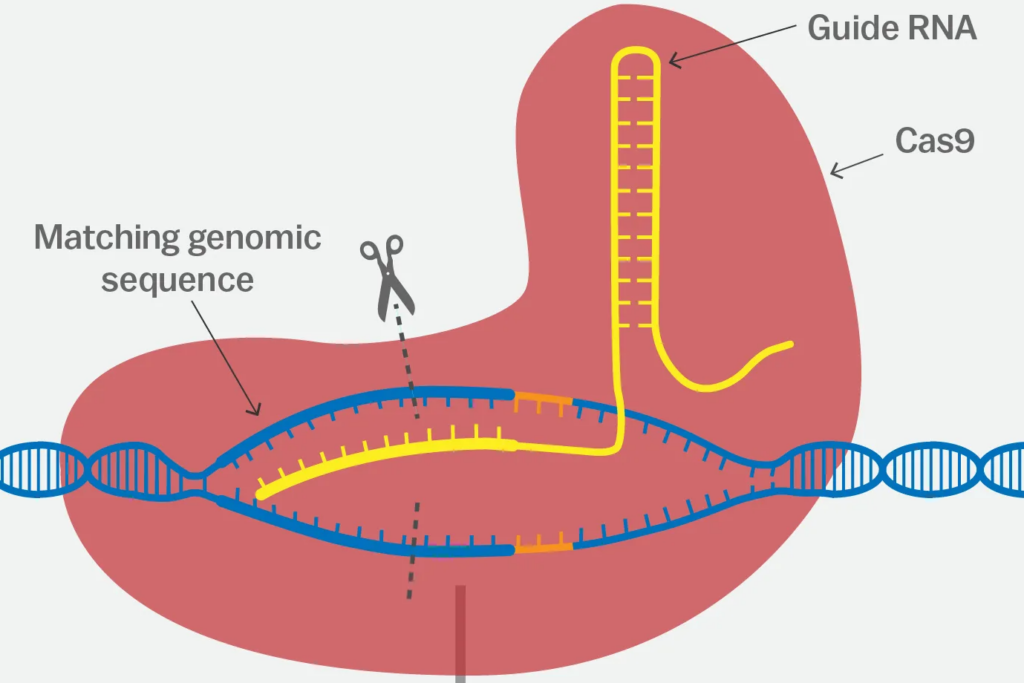 First CRISPR-based Gene Therapy Could be Approved in 2023 – OneResearch