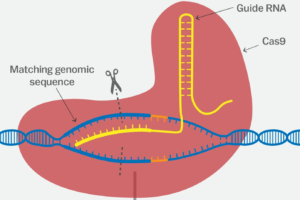 First CRISPR-based Gene Therapy Could be Approved in 2023 – OneResearch